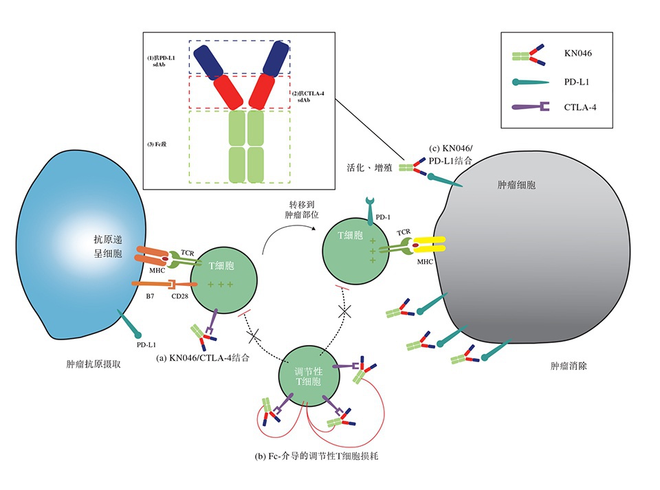 KN026-康宁杰瑞生物制药有限公司